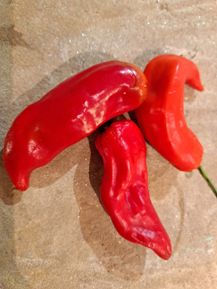 Paprika "Capia" (Kapia) Ausverkauf! – michestomatenvielfalt.com