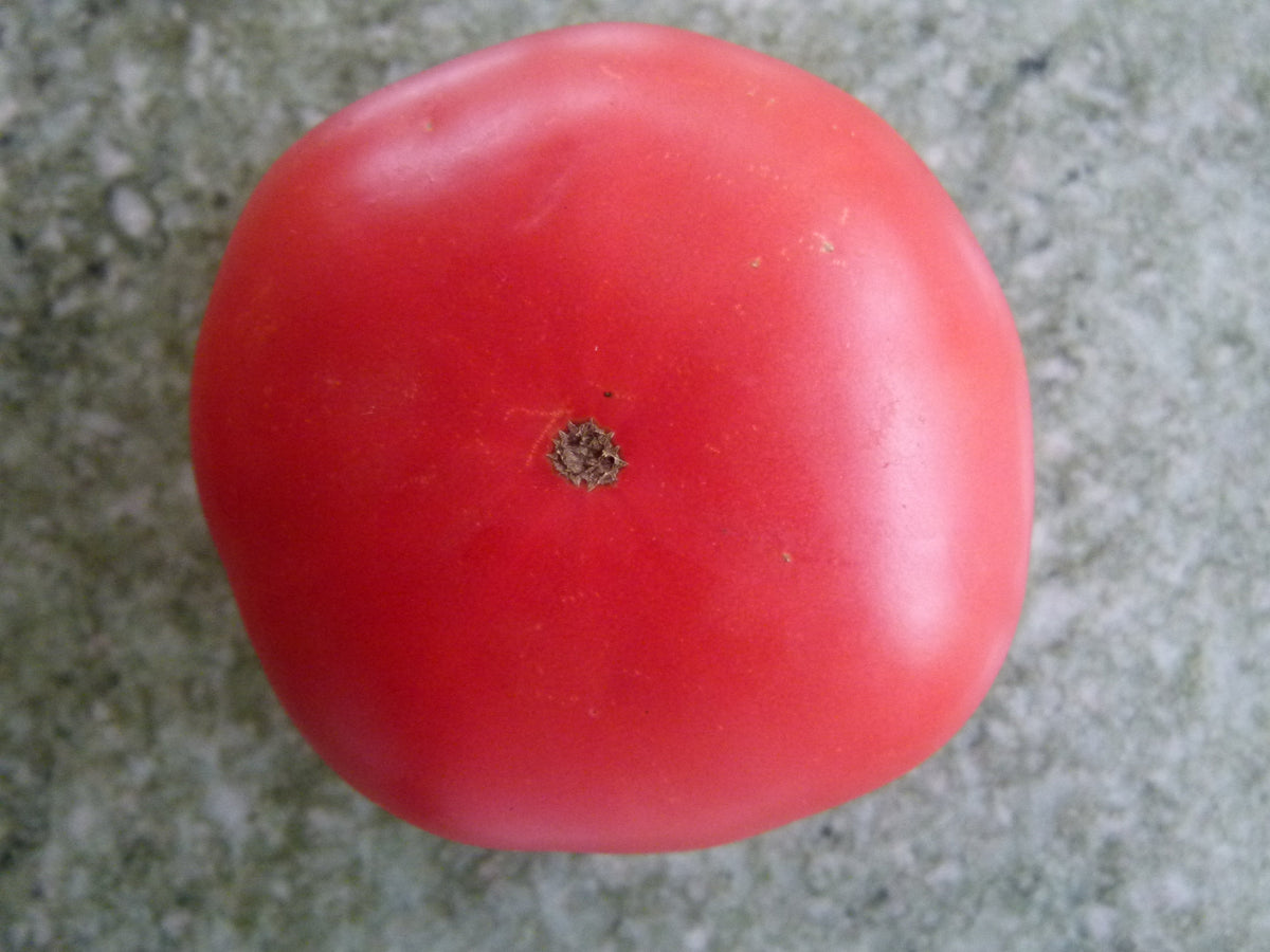 -0204- "Sandul Moldovan” – michestomatenvielfalt.com