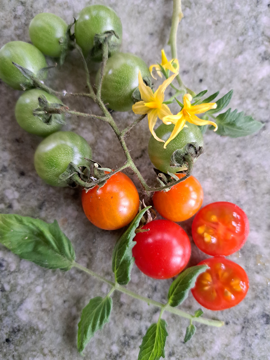 -1371- "Philamina" – michestomatenvielfalt.com