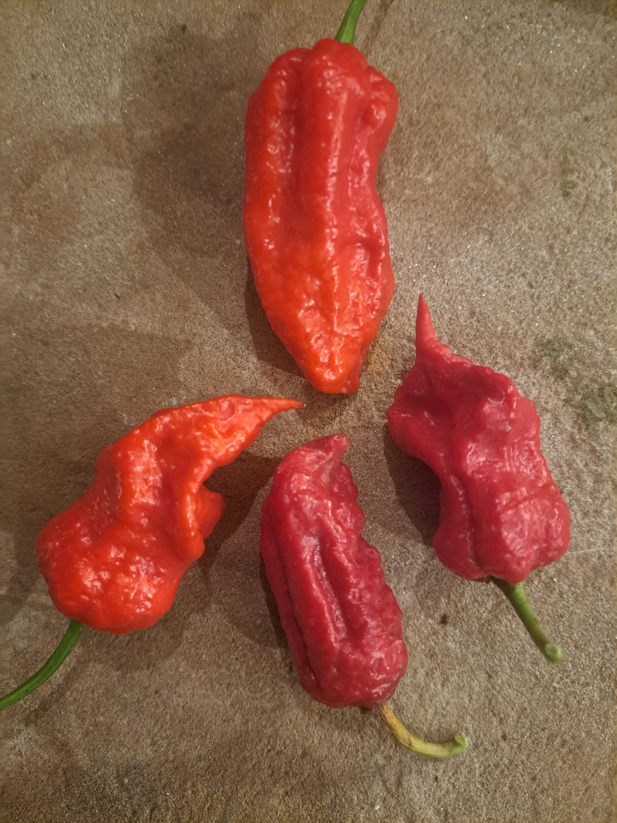 Chili "Naga Morich" Schärfe 10! – michestomatenvielfalt.com
