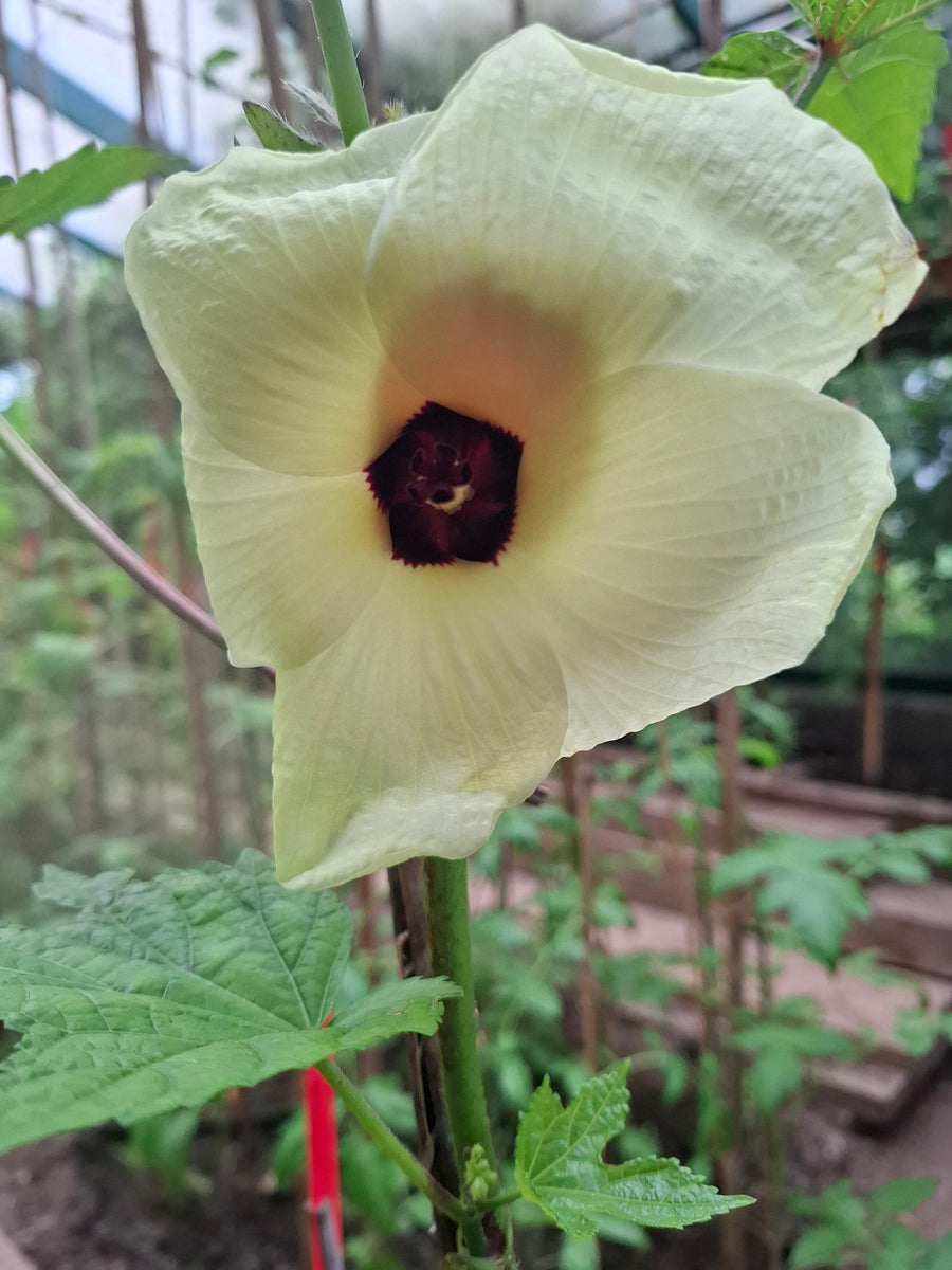 Aibika "Abelmoschus manihot" – michestomatenvielfalt.com