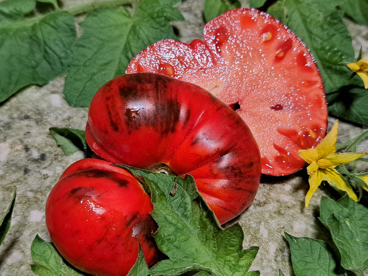 -1378- "Scarface Blue" – michestomatenvielfalt.com