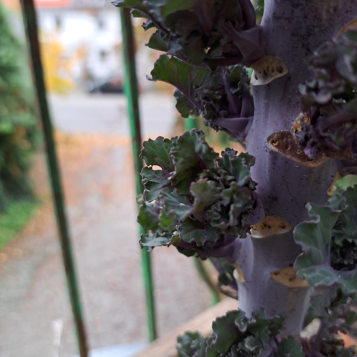 "Flower Sprout Kohl" (Kalettas oder Wilder Rosenkohl ...