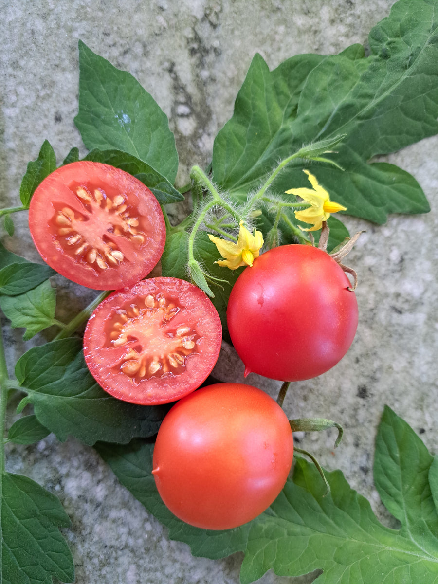 -0519-"Mirabelle rot" – michestomatenvielfalt.com