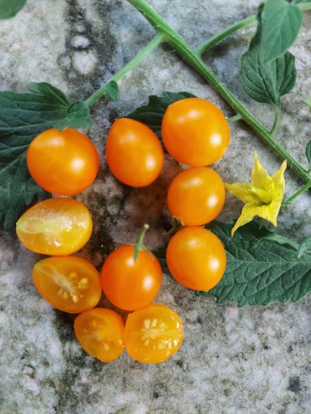 -1094-"Microvine" – michestomatenvielfalt.com