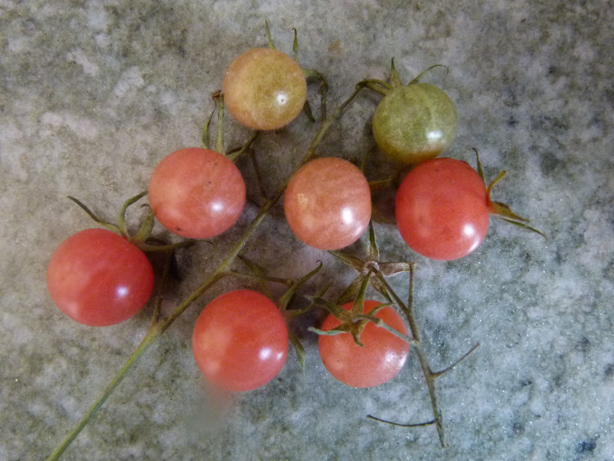 -0787-“Rote Ribisel” – michestomatenvielfalt.com